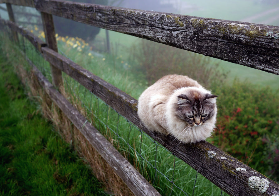 6 Ways to protect your cat outside – Cat-Proof Fence Rollers | Oscillot ...